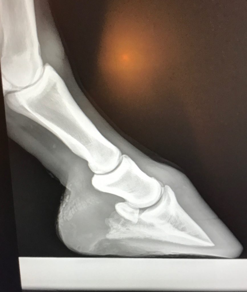 Wireless Digital Radiographs | Elite Vet